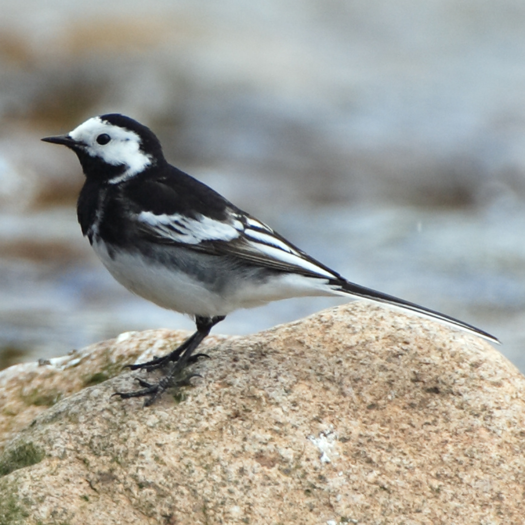 Pied wagtail (Motacilla alba)
